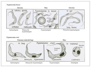 Supplementary Appendix. 2. Life cycle, epidemiology and clinical ...