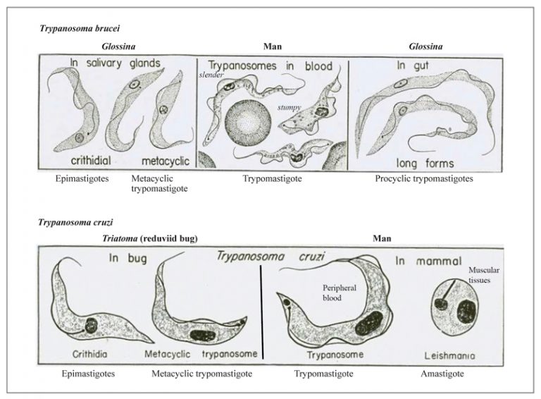 Supplementary Appendix. 2. Life cycle, epidemiology and clinical ...